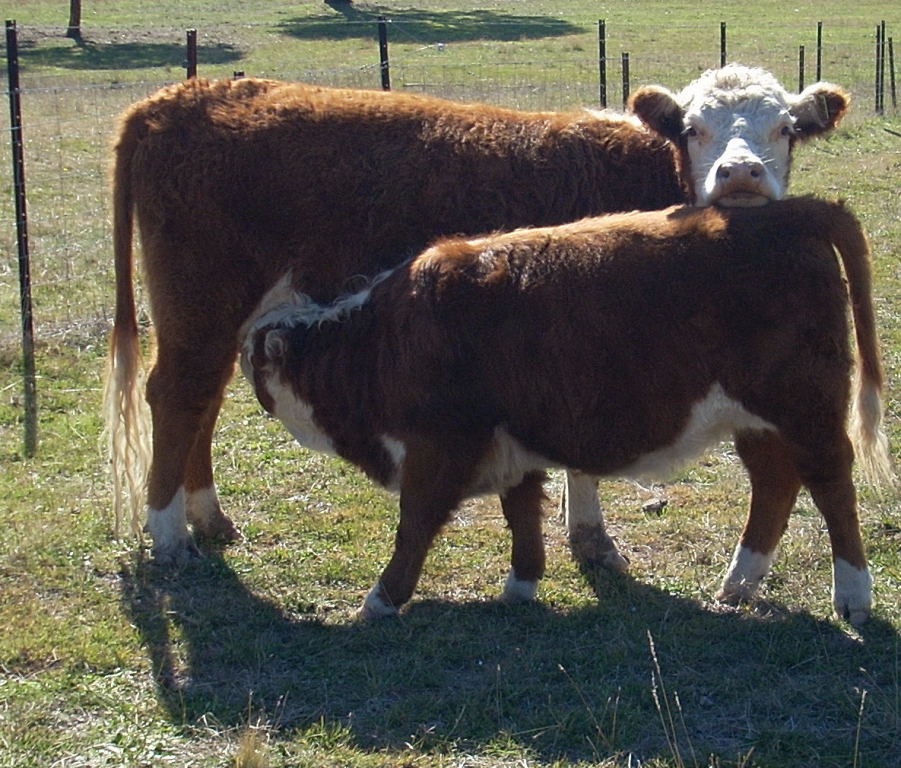 Mini Cows – Australian Miniature Herefords